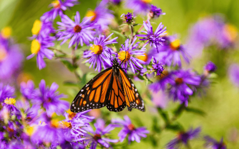 25 Fun and Easy Spring Activities for Kids